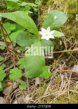 Arctic Starflower (Lysimachia europaea) Plantae Stock Photo - Alamy