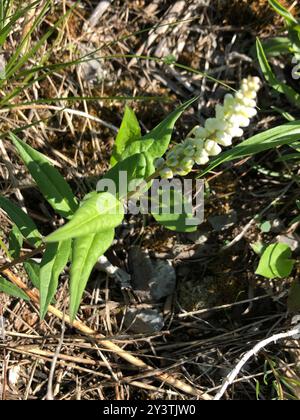 Seneca snakeroot (Senega officinalis) Plantae Stock Photo - Alamy