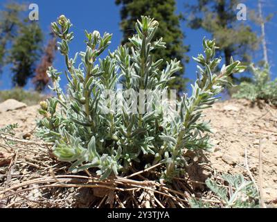 scabrid alpine tarplant (Anisocarpus scabridus) Plantae Stock Photo - Alamy
