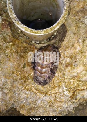 West Indian Fuzzy Chiton (Acanthopleura granulata Stock Photo - Alamy