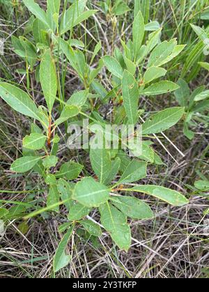 sand cherry (Prunus pumila pumila) Plantae Stock Photo - Alamy
