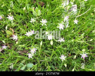 Greater Sea-spurry (Spergularia media) Plantae Stock Photo - Alamy