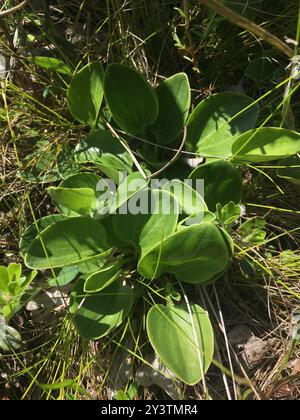 fen grass of Parnassus (Parnassia glauca) Plantae Stock Photo - Alamy