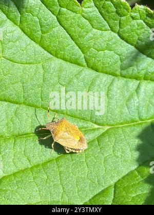 (Peribalus strictus vernalis) Insecta Stock Photo - Alamy