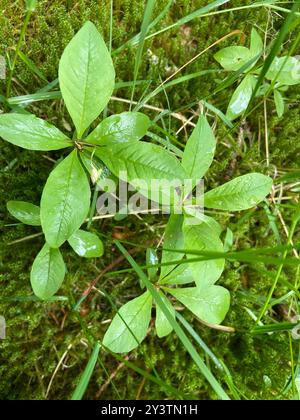 Arctic Starflower (Lysimachia europaea) Plantae Stock Photo - Alamy