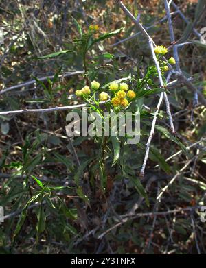 Sticky Psiadia (Psiadia punctulata) Plantae Stock Photo - Alamy
