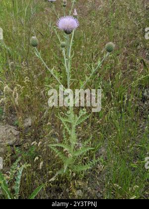 wavyleaf thistle (Cirsium undulatum) Plantae Stock Photo - Alamy