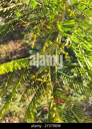 Wattle Tick Scale (Cryptes baccatus), Insecta, Stonyfell SA 5066 ...
