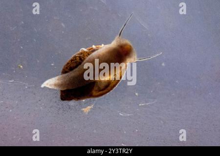 Bladder Snails (Physidae) Mollusca Stock Photo - Alamy