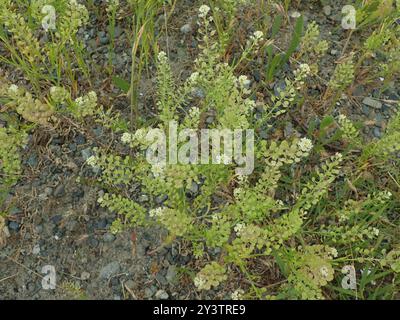 Pepperweeds (Lepidium) Plantae Stock Photo - Alamy