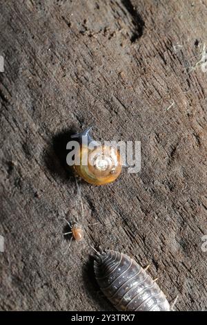 Typical Glass Snails (Oxychilus) Mollusca Stock Photo - Alamy