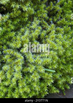 joint-toothed mosses (Bryopsida) Plantae Stock Photo - Alamy
