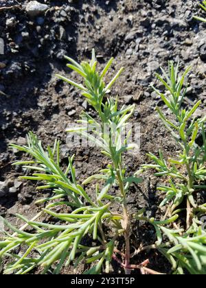 Seepweeds (Suaeda) Plantae Stock Photo - Alamy