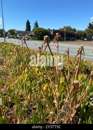 Trailing Treasureflower (Gazania rigens) Plantae Stock Photo - Alamy
