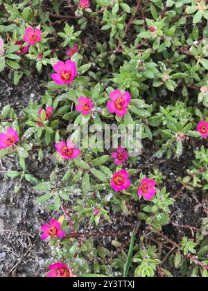 Paraguayan Purslane (Portulaca amilis) Plantae Stock Photo - Alamy