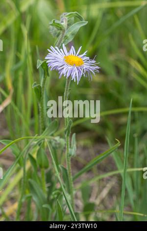 Beautiful Fleabane (Erigeron formosissimus) Plantae Stock Photo - Alamy