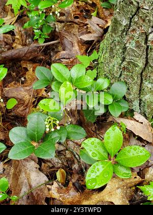 Eastern Teaberry (Gaultheria procumbens) Plantae Stock Photo - Alamy