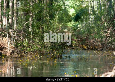 Yellow bladderwort (Utricularia × neglecta), Plantae, Hjørring Kommune ...