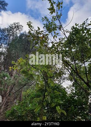 Bush lawyer (Rubus cissoides) Plantae Stock Photo - Alamy
