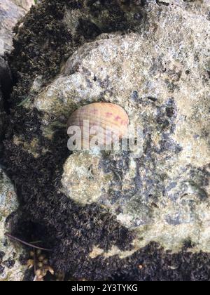 Bleeding Tooth Nerite (Nerita peloronta) Mollusca Stock Photo - Alamy