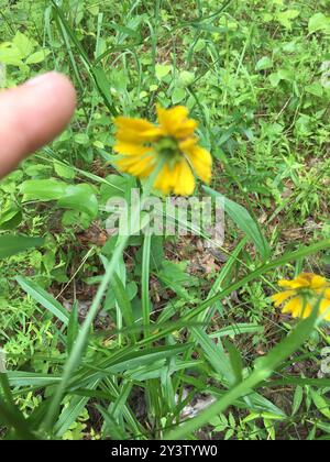 Southern Sneezeweed (Helenium flexuosum) Plantae Stock Photo - Alamy