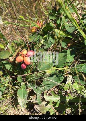 Osoberry (Oemleria cerasiformis) Plantae Stock Photo - Alamy