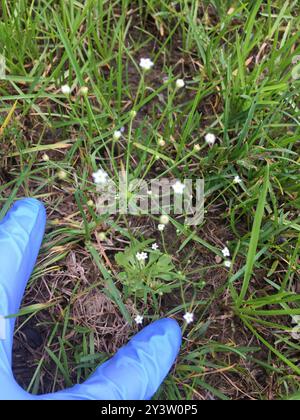 slender-stemmed androsace (Androsace filiformis Stock Photo - Alamy