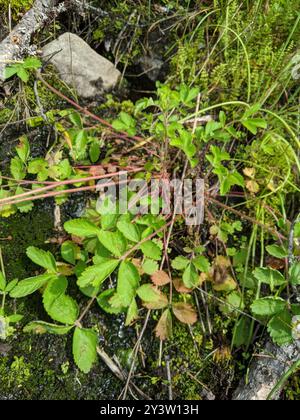 sticky cinquefoil (Drymocallis glandulosa) Plantae Stock Photo - Alamy