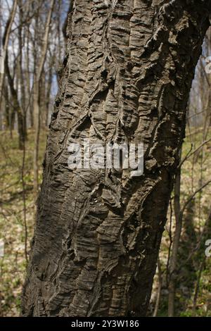 Amur Corktree (Phellodendron amurense) Plantae Stock Photo - Alamy