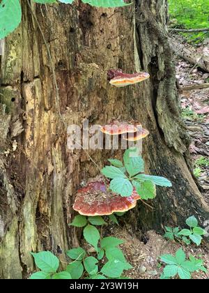 hemlock varnish shelf (Ganoderma tsugae) Fungi Stock Photo - Alamy