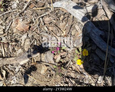 slender monkeyflower (Diplacus leptaleus) Plantae Stock Photo - Alamy