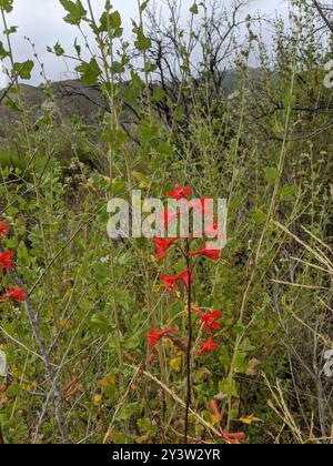 Scarlet Larkspur (Delphinium cardinale) Plantae Stock Photo - Alamy