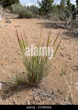 Squirreltail (Elymus elymoides) Plantae Stock Photo - Alamy