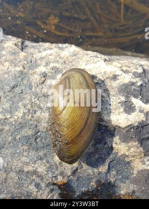 Giant Floater (Pyganodon grandis) Mollusca Stock Photo - Alamy