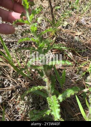 sandhill thistle (Cirsium repandum), Plantae, North Carolina, US Stock ...