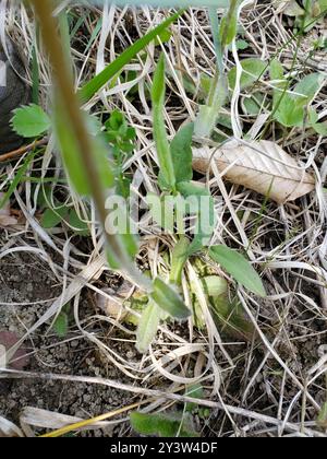 common robin's-plantain (Erigeron pulchellus pulchellus Stock Photo - Alamy