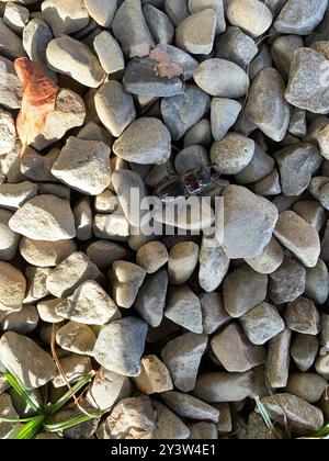 (Serrognathus titanus sika) Insecta Stock Photo - Alamy