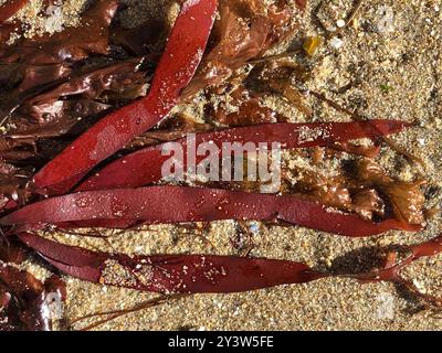 Bleach Weed (Prionitis sternbergii) Plantae Stock Photo - Alamy