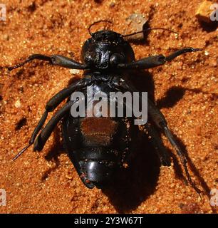 (Toktokkus vialis) Insecta Stock Photo - Alamy