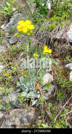 woolly groundsel (Packera cana) Plantae Stock Photo - Alamy
