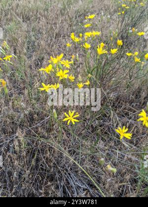 Slender Hawksbeard (Crepis atribarba), Plantae, Thompson-Nicola, BC ...