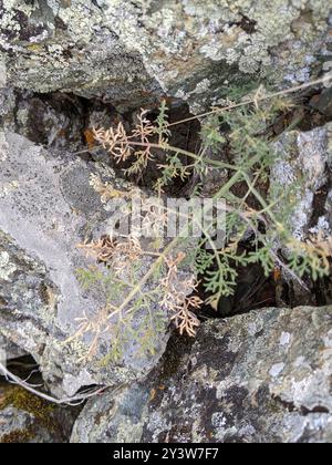 bigseed biscuitroot (Lomatium macrocarpum) Plantae Stock Photo - Alamy