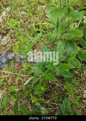western vervain (Verbena lasiostachys) Plantae Stock Photo - Alamy