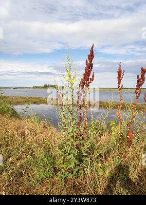 wavyleaf mullein (Verbascum sinuatum) Plantae Stock Photo - Alamy