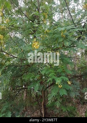Cedar wattle (Acacia elata) Plantae Stock Photo - Alamy