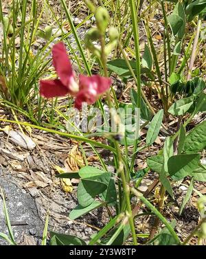 Phasey Bean (Macroptilium lathyroides) Plantae Stock Photo - Alamy