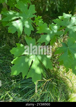 bigleaf maple (Acer macrophyllum) Plantae Stock Photo - Alamy