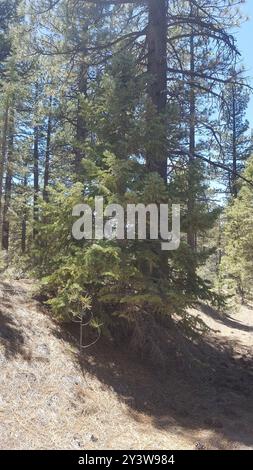 white fir (Abies concolor) Plantae Stock Photo - Alamy