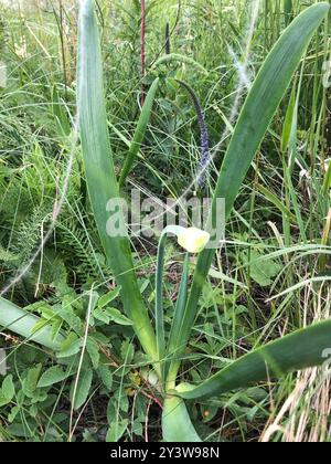 Siberian chives (Allium nutans) Plantae Stock Photo - Alamy