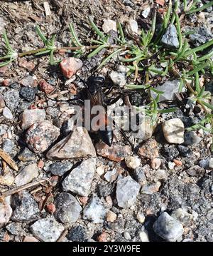Cutworm Wasps (Podalonia) Insecta Stock Photo - Alamy